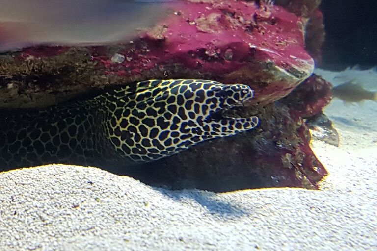 Two Oceans Aquarium | It's a moray! Meet the four different types of…