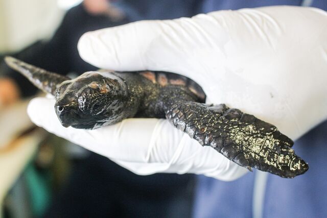 Two Oceans Aquarium | Turtle rehabilitation at its finest: What I…