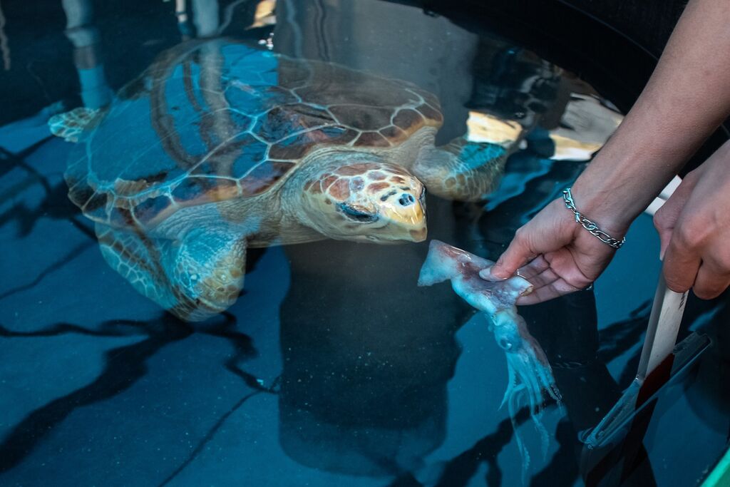 Two Oceans Aquarium | Turtle rehabilitation at its finest: What I…