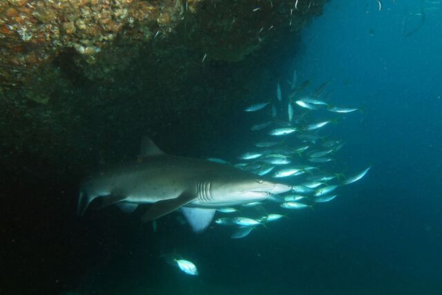 Two Oceans Aquarium | Sharks: Keeping our oceans in balance