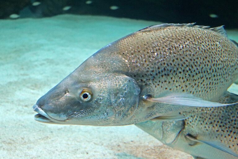 Two Oceans Aquarium | Do fish make sounds? yes - listen for yourself
