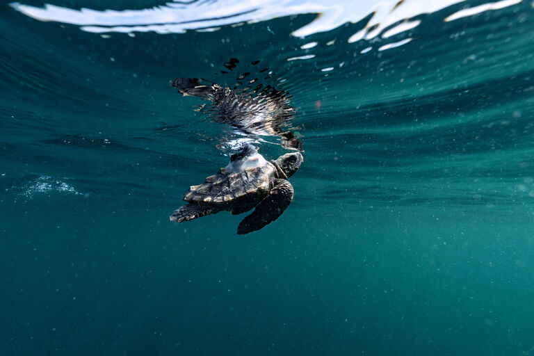 Two Oceans Aquarium | We released 14 satellite-tagged juvenile…