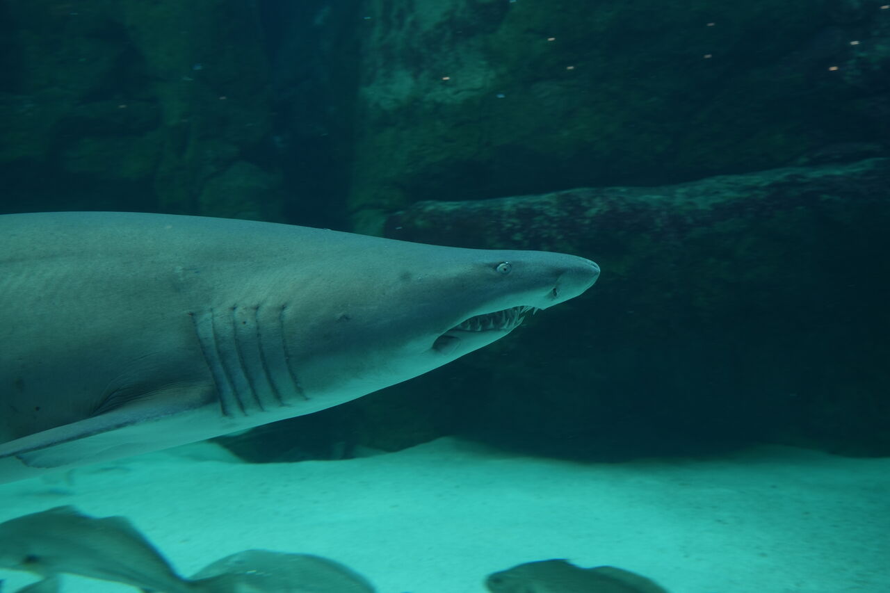 Two Oceans Aquarium | Meet our ragged-tooth sharks
