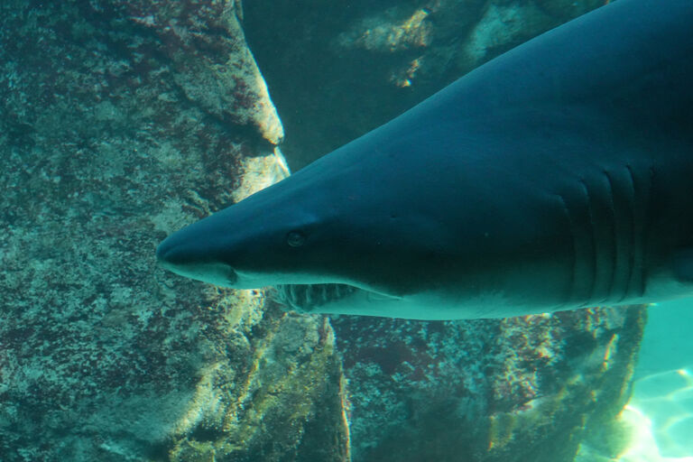 Two Oceans Aquarium | Meet our ragged-tooth sharks