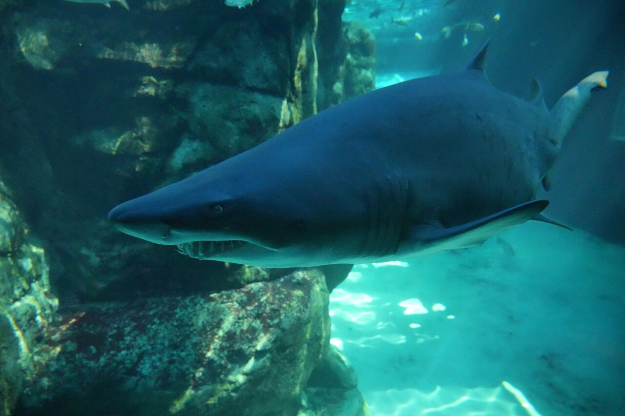 Two Oceans Aquarium | Meet our ragged-tooth sharks
