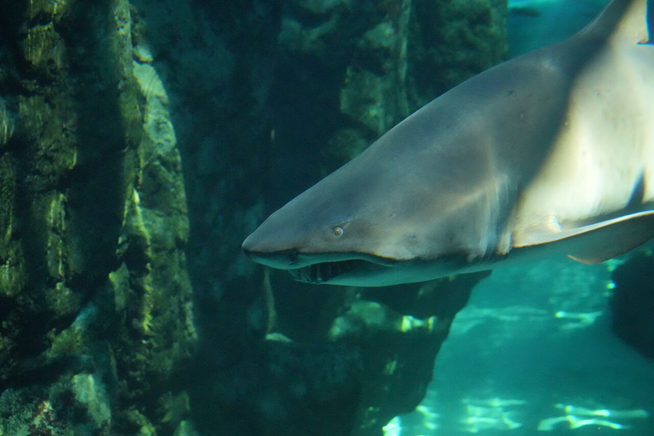 Two Oceans Aquarium | Meet our ragged-tooth sharks