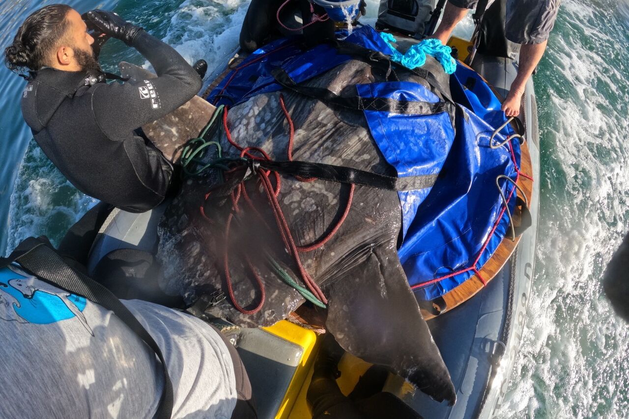 Two Oceans Aquarium | We gave a sunfish a "lift" to safety