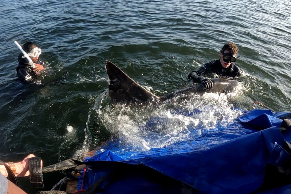 Two Oceans Aquarium | We gave a sunfish a "lift" to safety