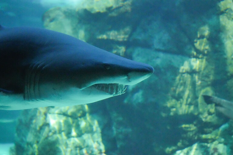 Two Oceans Aquarium | Meet our ragged-tooth sharks
