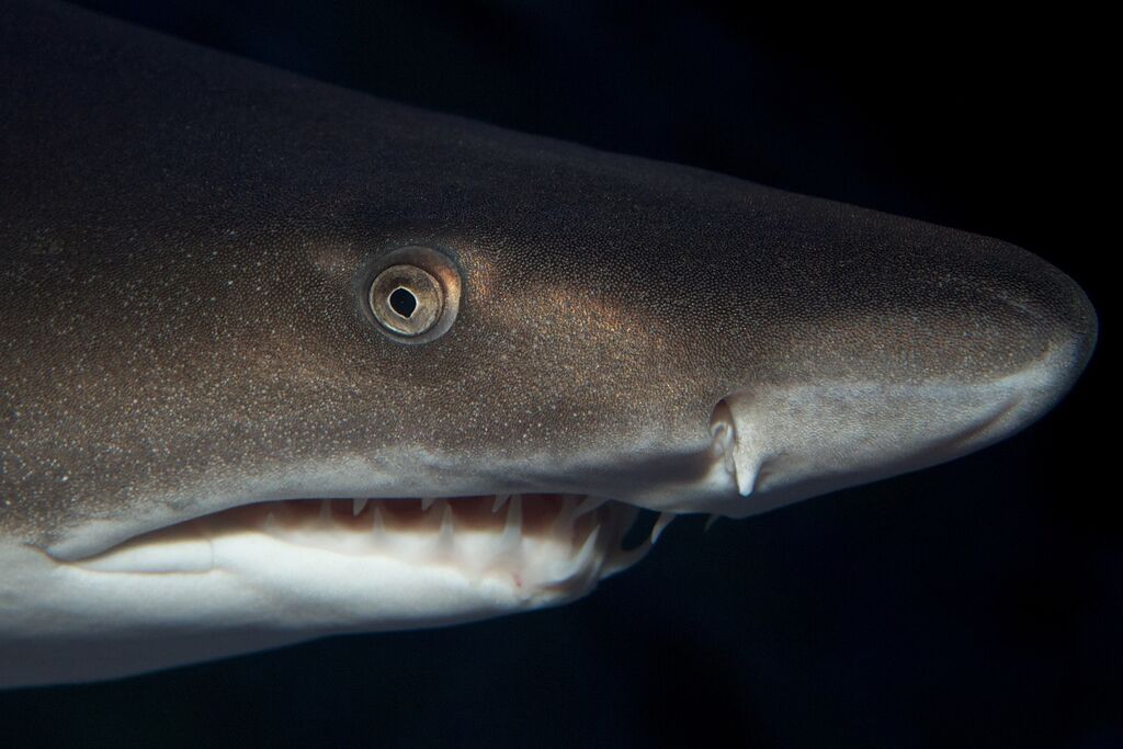 Two Oceans Aquarium | 10 facts about ragged-tooth sharks