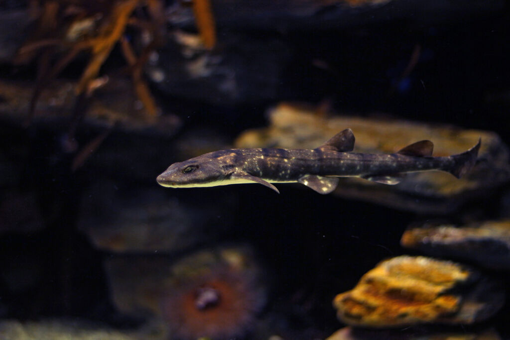 Two Oceans Aquarium | Working with the real baby shark at the two…