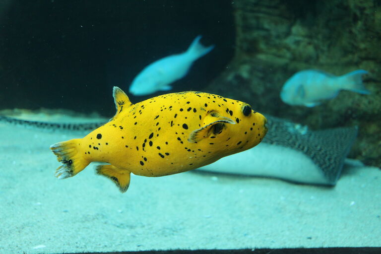 Two Oceans Aquarium | Have you met Pawpaw the pufferfish?
