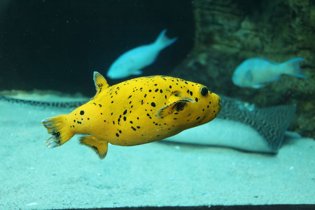 Two Oceans Aquarium | Have you met Pawpaw the pufferfish?