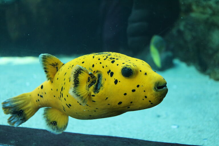 Two Oceans Aquarium | Have you met Pawpaw the pufferfish?