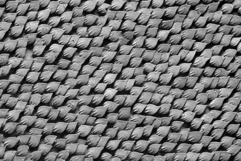 Two Oceans Aquarium | Toothy textures: A closer look at shark skin!