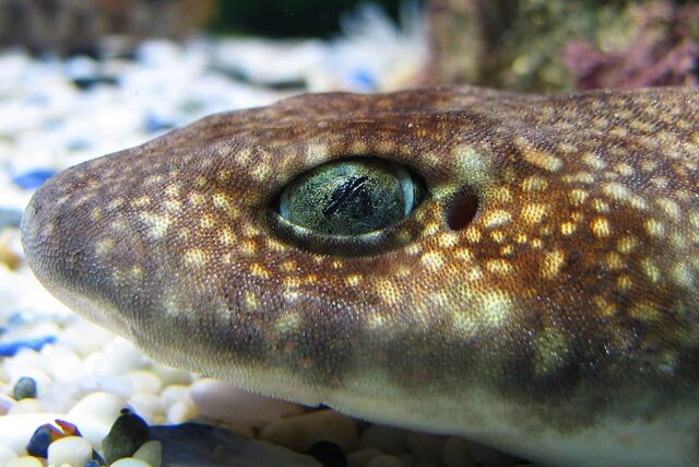 Two Oceans Aquarium | Look here! how well do sharks see?