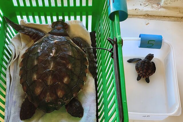 Two Oceans Aquarium | Turtle hospital admission: what happens when a…