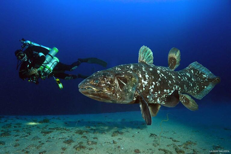 two-oceans-aquarium-what-are-marine-protected-areas-mpas-and-why