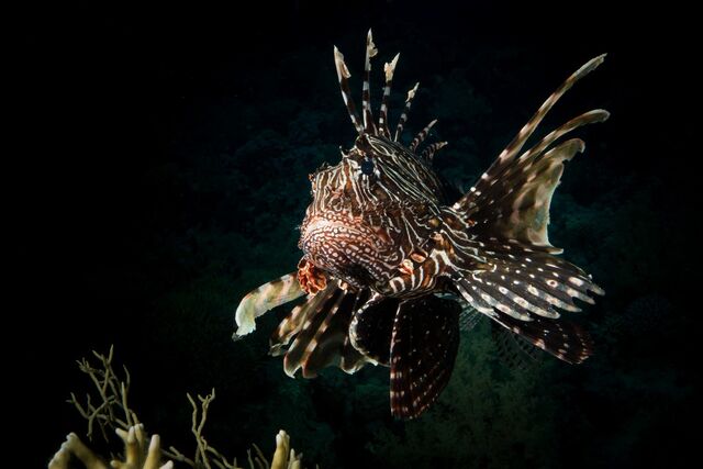 Two Oceans Aquarium | Everything you need to know about the devil…