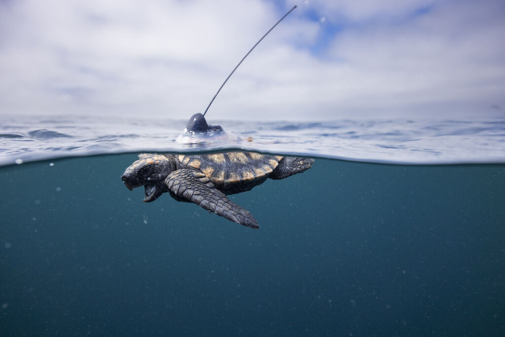 Two Oceans Aquarium | Tracking turtles into their lost years: ﻿A…