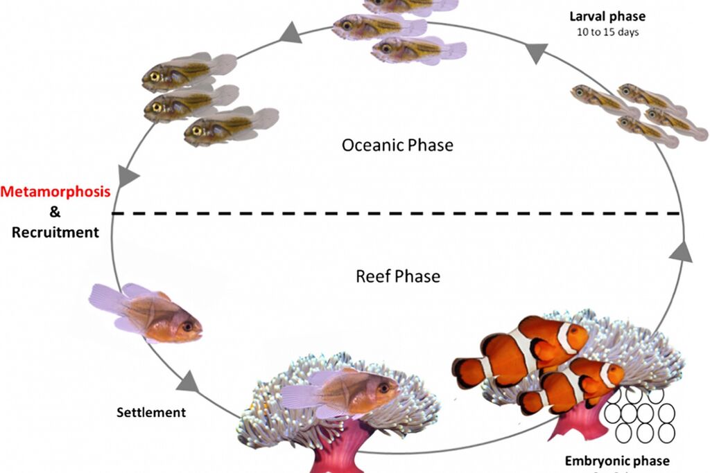 Two Oceans Aquarium | 5 things you didn't know about clownfish