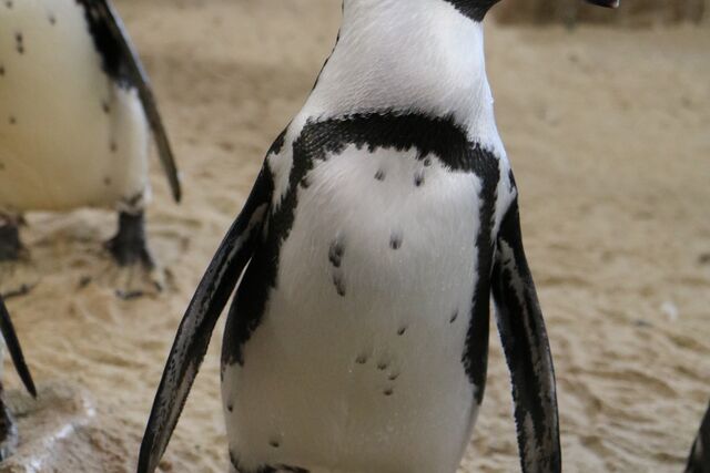 Two Oceans Aquarium | Happy penguin birthday peri, quinn and annuli!