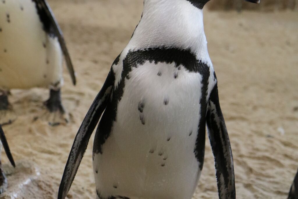 Two Oceans Aquarium | Happy penguin birthday peri, quinn and annuli!