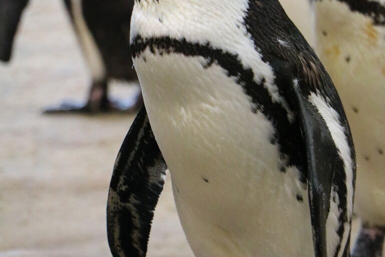 Two Oceans Aquarium | Happy penguin birthday peri, quinn and annuli!