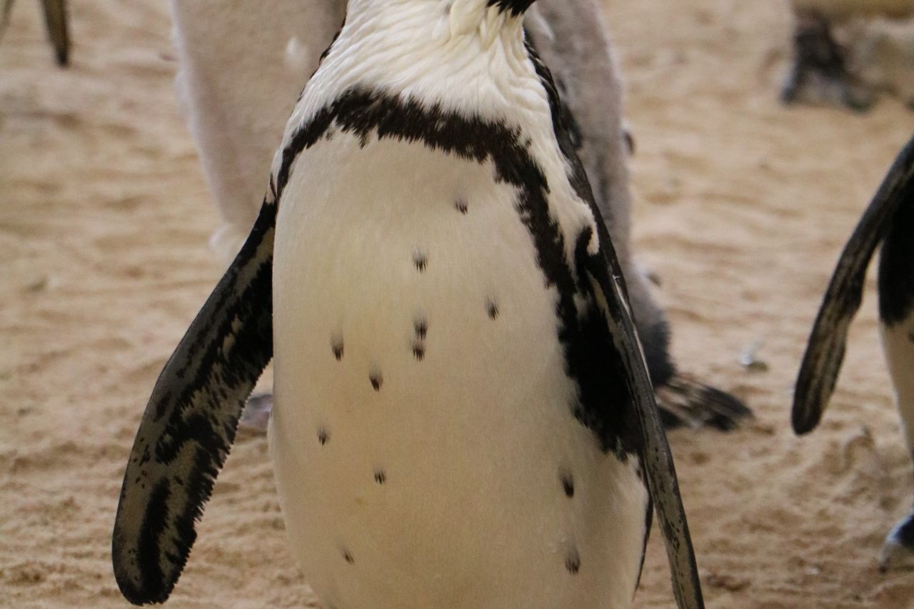 Two Oceans Aquarium | Happy penguin birthday peri, quinn and annuli!