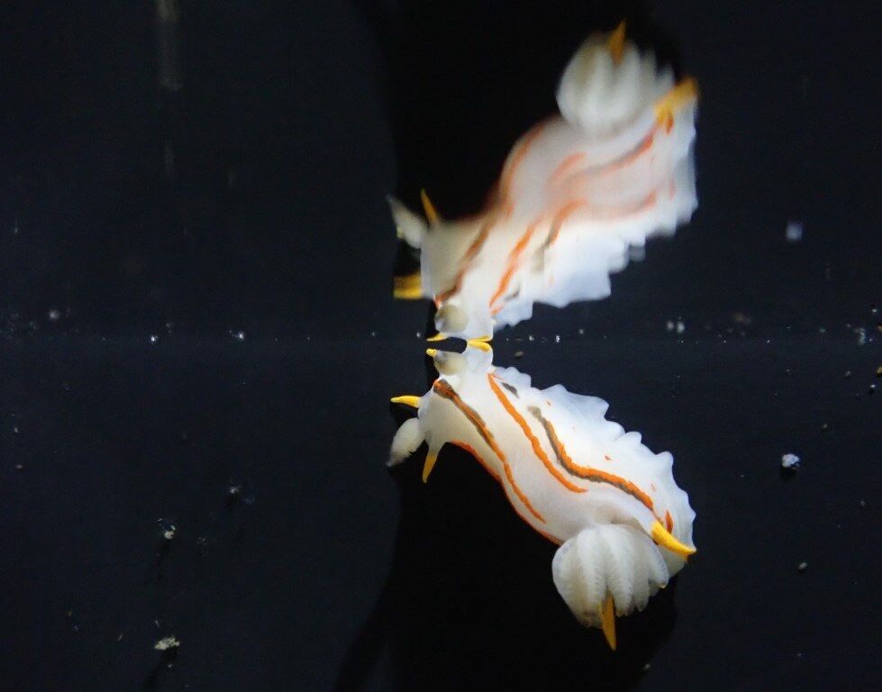 Two Oceans Aquarium | Meet the crowned nudibranchs at the Two Oceans…