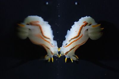 Two Oceans Aquarium | Meet the crowned nudibranchs at the Two Oceans…
