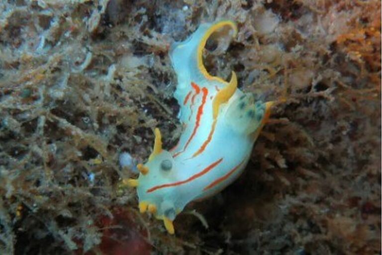 Two Oceans Aquarium | Meet the crowned nudibranchs at the Two Oceans…