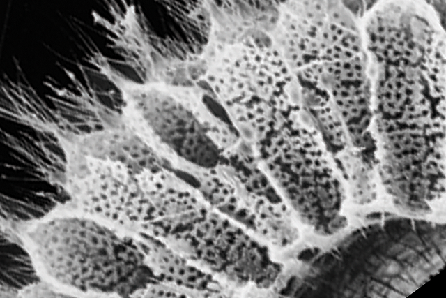 Two Oceans Aquarium | Microscopic marvel: the hairy tube sponge