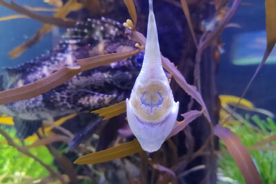 Two Oceans Aquarium | Meet the rocksucker - a fish that is awesome,…