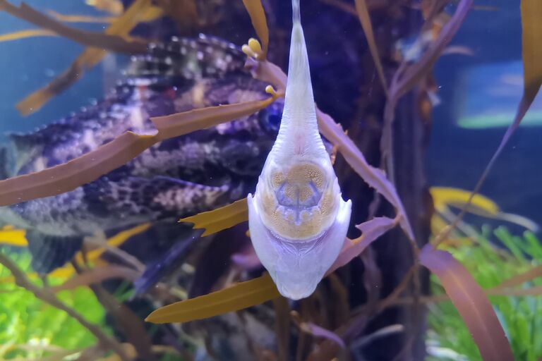 Two Oceans Aquarium | Meet the rocksucker - a fish that is awesome,…