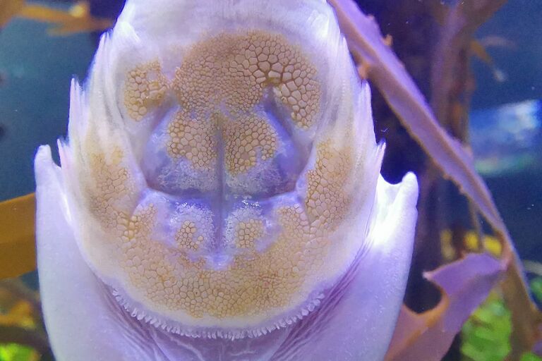 Two Oceans Aquarium | Meet the rocksucker - a fish that is awesome,…