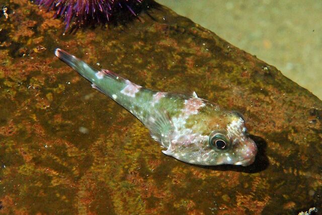 Two Oceans Aquarium | Meet the rocksucker - a fish that is awesome,…