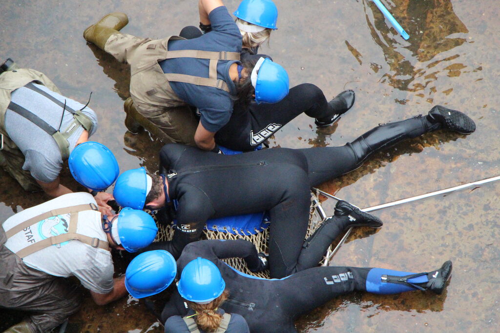 Two Oceans Aquarium | Mammoth seal rescue from the dry dock