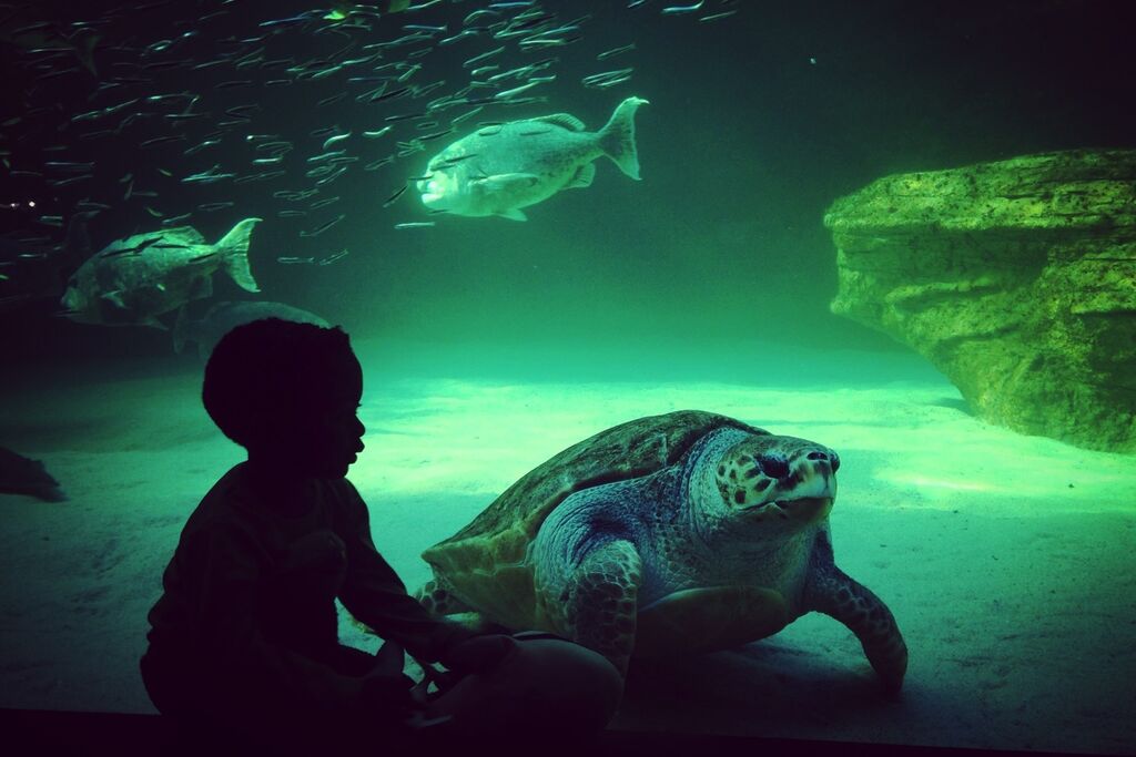 Two Oceans Aquarium | Yoshi the loggerhead turtle sends her last…