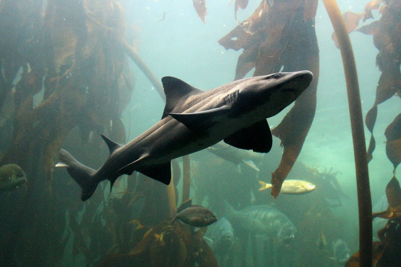 Two Oceans Aquarium | Shark showcase: spotted gully shark aka.…