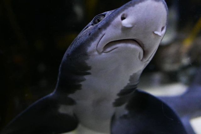 Two Oceans Aquarium Foundation | Shark showcase: spotted gully shark…