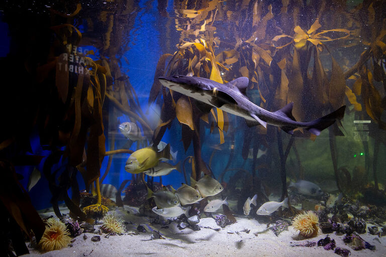 Two Oceans Aquarium Foundation | Shark showcase: spotted gully shark…