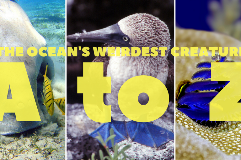 Two Oceans Aquarium Foundation | The a-z of weird ocean creatures
