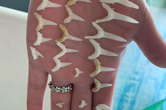 Two Oceans Aquarium | Shark showcase: spotted ragged-tooth shark