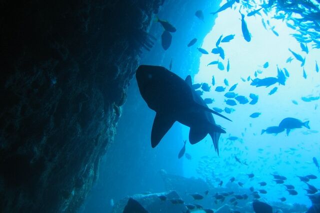 Two Oceans Aquarium | Shark showcase: spotted ragged-tooth shark