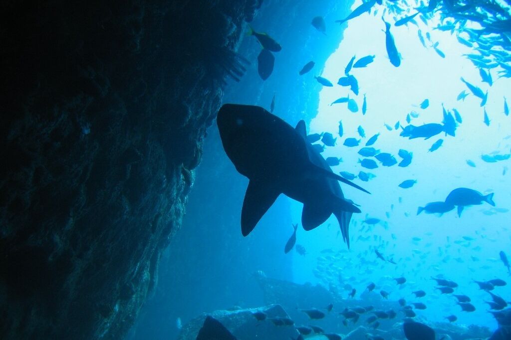 Two Oceans Aquarium | Shark showcase: spotted ragged-tooth shark