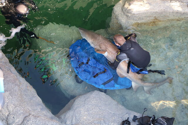Two Oceans Aquarium | Shark showcase: spotted ragged-tooth shark