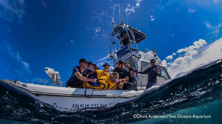 Two Oceans Aquarium | Yoshi the sea turtle’s almost 40 000 km oceanic…
