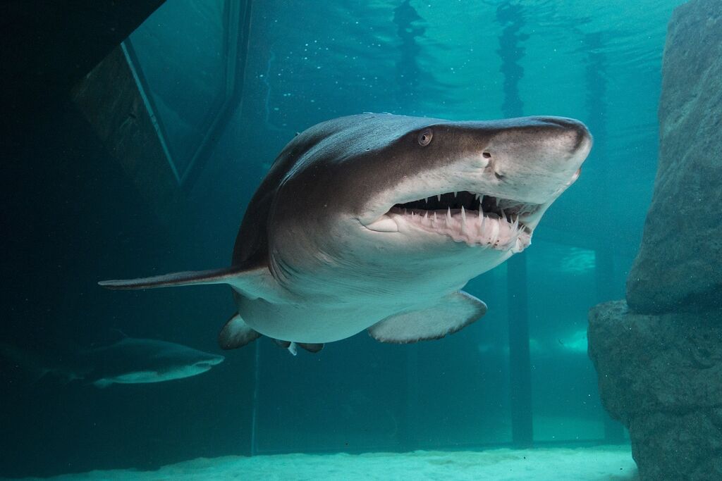 Two Oceans Aquarium | Do sharks drown if they stop swimming?