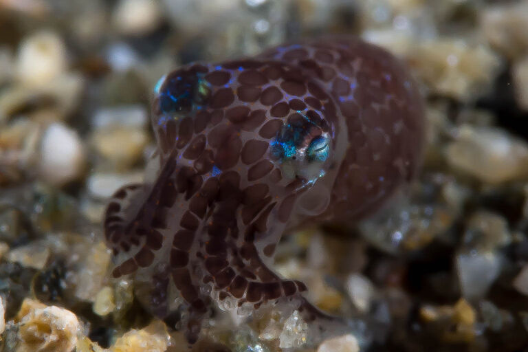 Two Oceans Aquarium | Adorable bobtail squid hitchhiker shows off its…